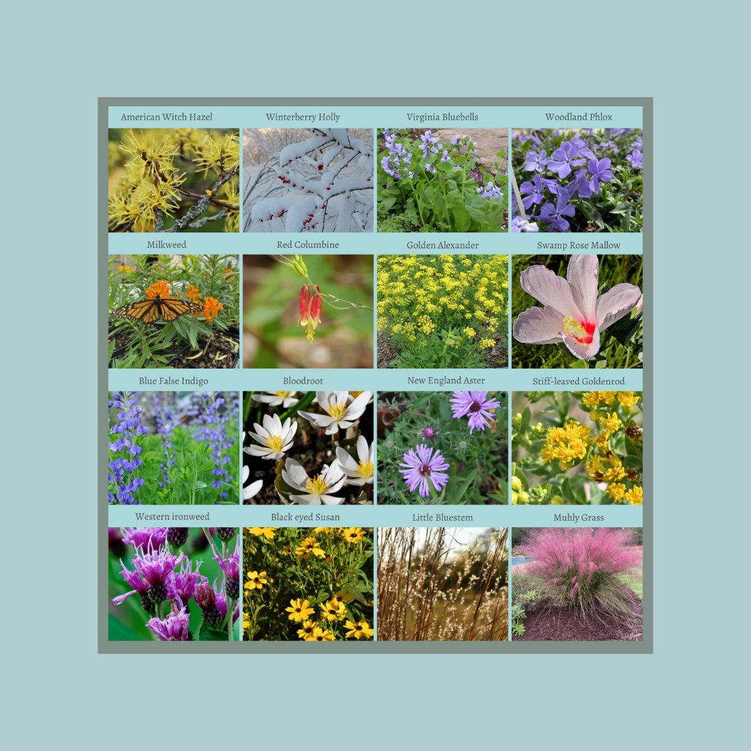 4 – Season Garden: A Year of Garden Native Perennial Plants – Garden ...