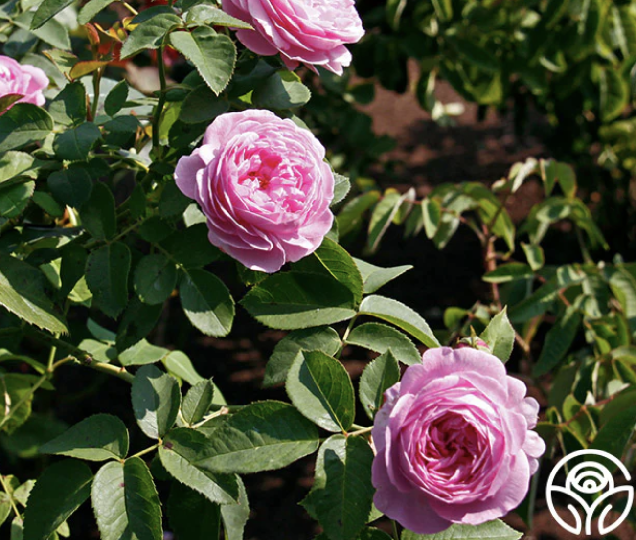 Old Garden or Antique Roses - A List with Dates of Introduction - Jacki ...