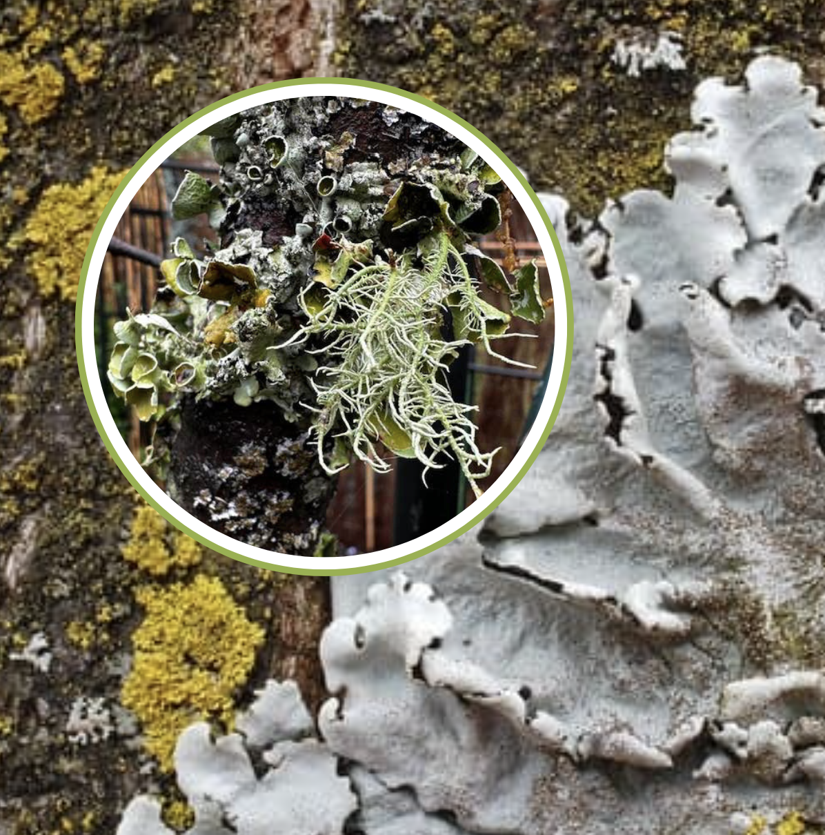 Identifying Some of the Lichen in My Yard - Jacki Kellum