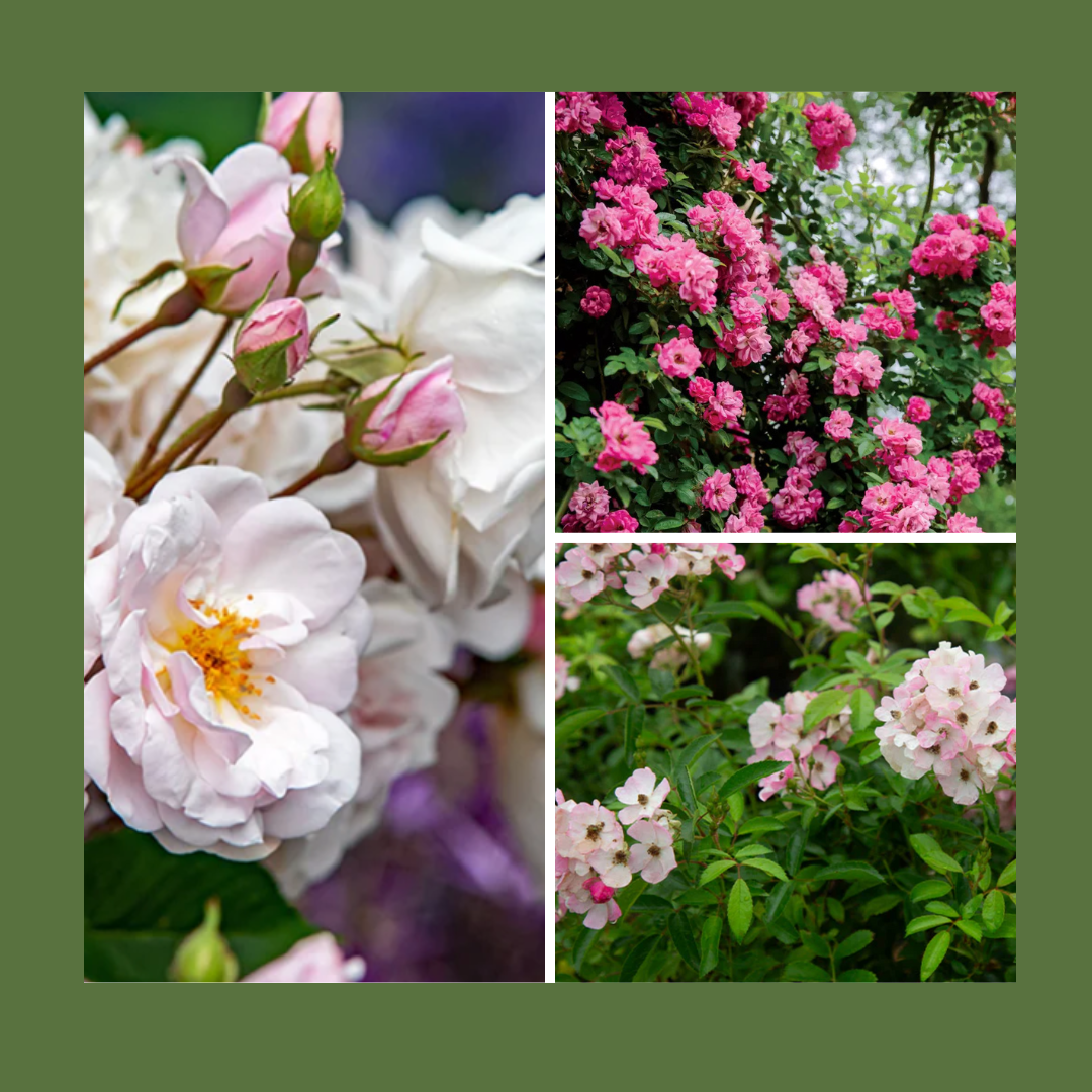Roses in My Garden 2025 – Jacki Kellum