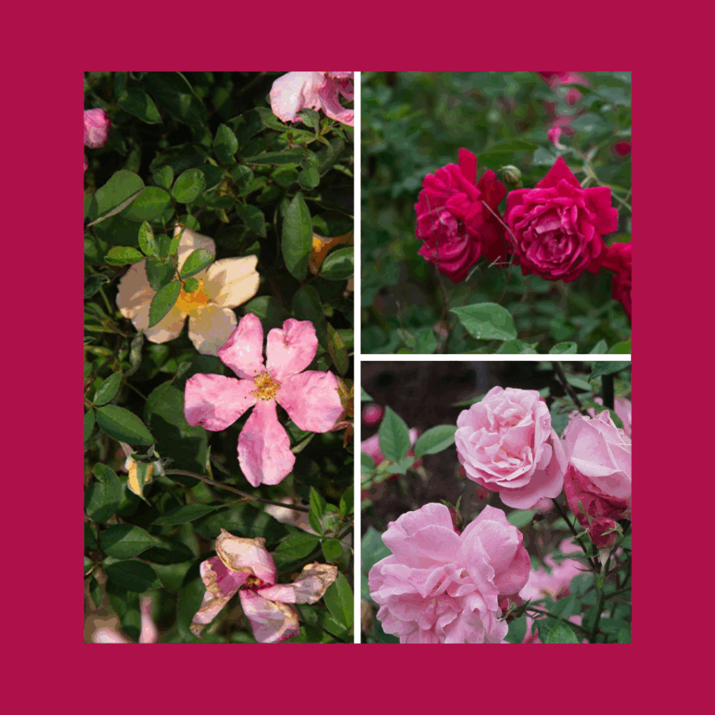 A List of Old Garden or Antique China Roses – What Is A China Rose ...