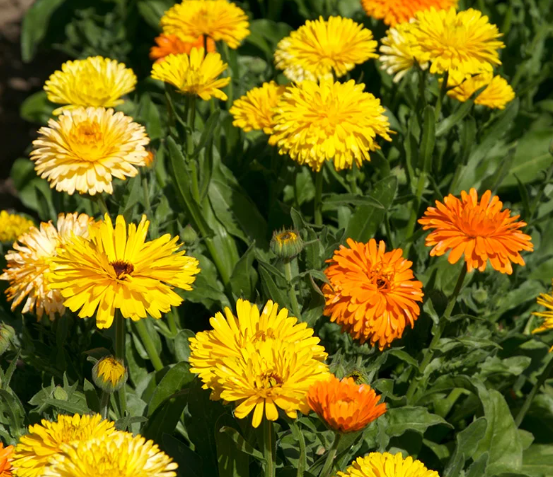 Calendula - Heirloom Yellow & Orange Flowers - Pot Marigolds - One of ...